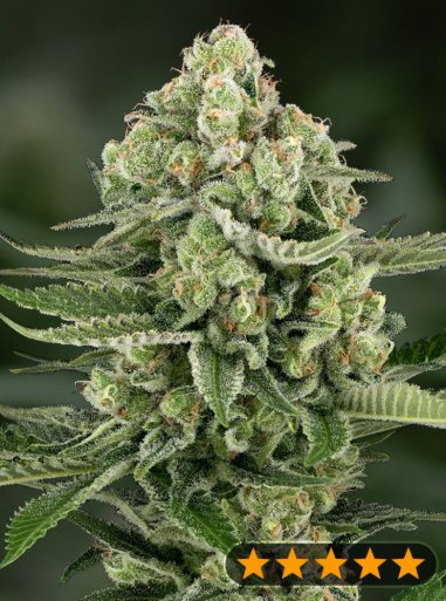 5Star Apple Fritter Auto - PowerStrains