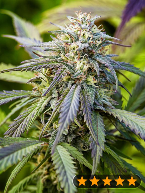 Autoflower Seeds - PowerStrains