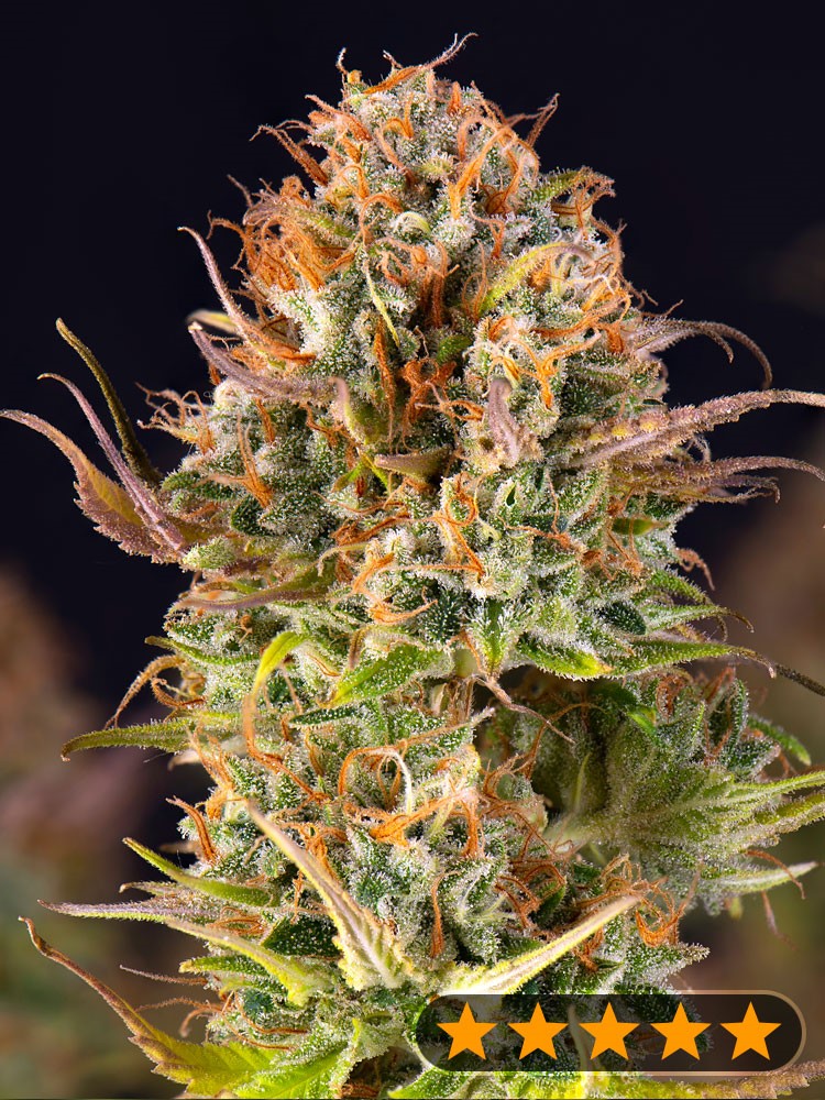 5Star Auto Orange Bud - PowerStrains